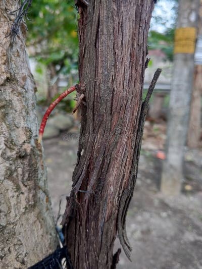 The Trunk of the Vine Grows Roots Stock Photo - Image of vine, plant ...