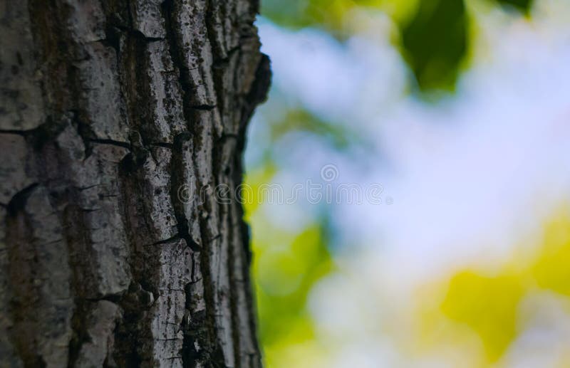 The trunk of walnut trees stock photo. Image of colours - 261874538