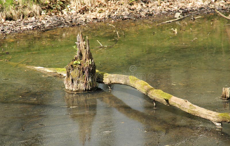 Trunk in the water stock photo. Image of fallen, ecosystem - 91098524