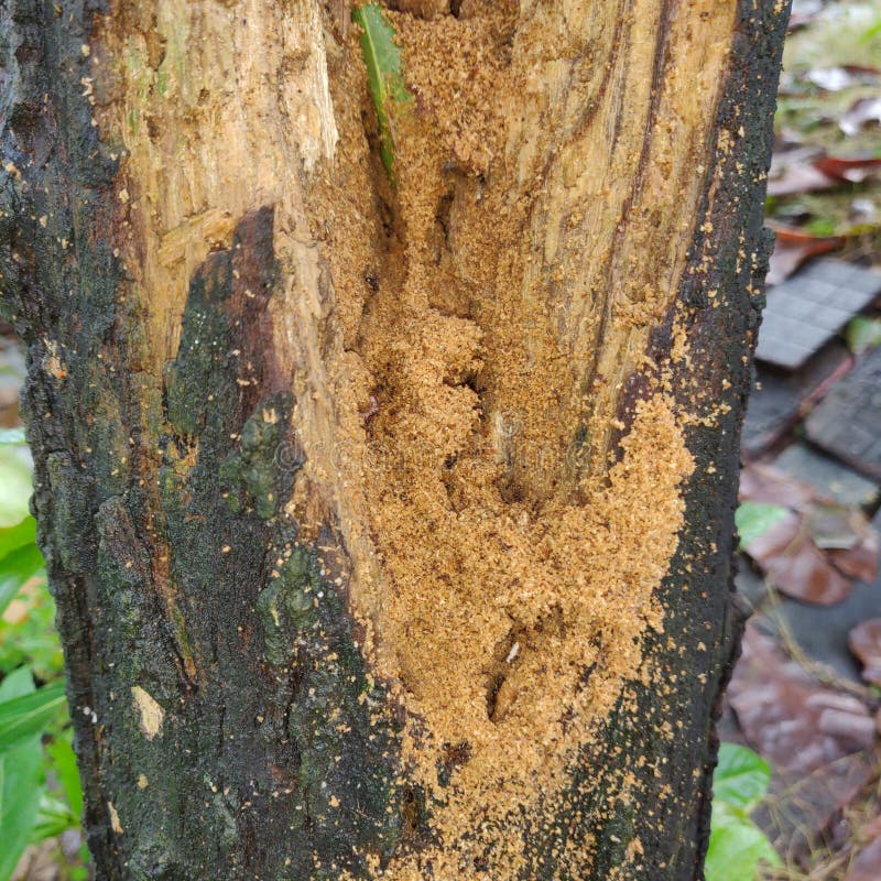 Trunk of Wet Tree in the Rainy Season Stock Photo - Image of rainy ...
