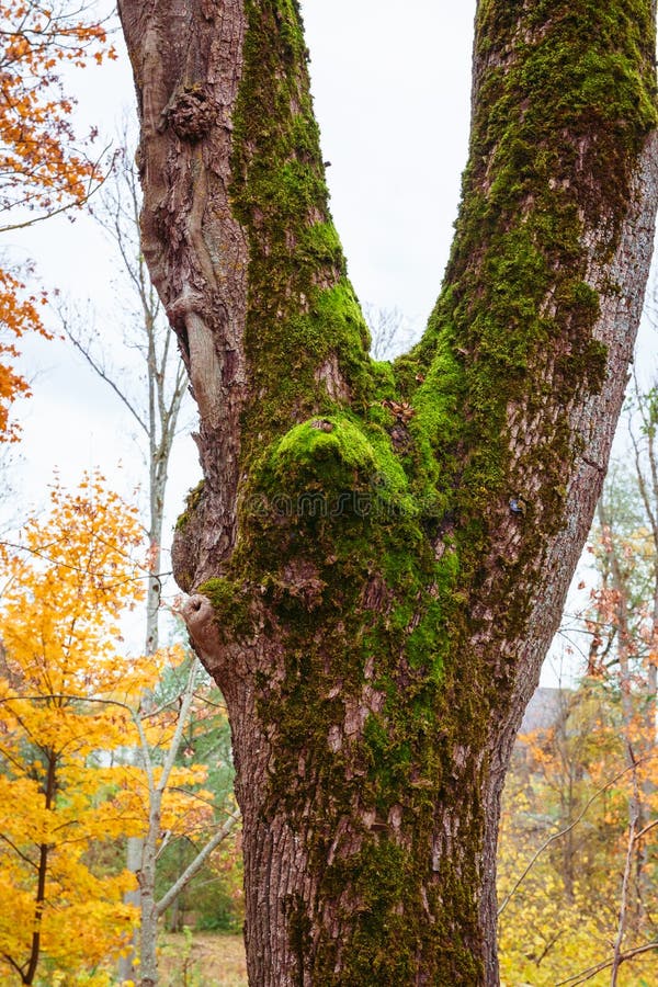 V Shaped Tree Trunk Stock Photos - Free & Royalty-Free Stock Photos ...