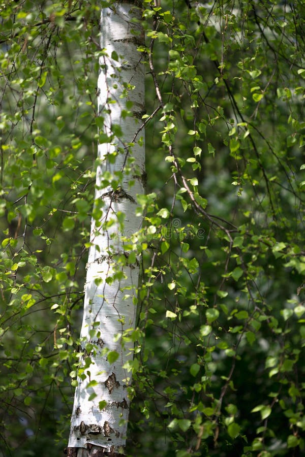 The Trunk is a White Birch in the Spring. Young Greenery Stock Photo ...