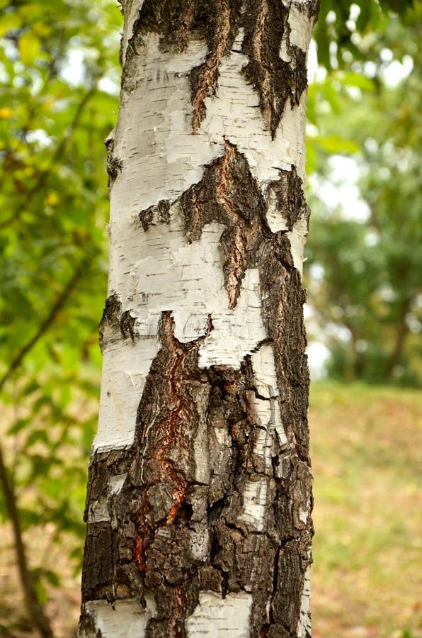 White Birch trunk stock image. Image of birches, plant - 79835413