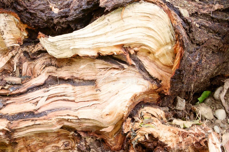 745 Typhoon Forest Stock Photos - Free & Royalty-Free Stock Photos from ...