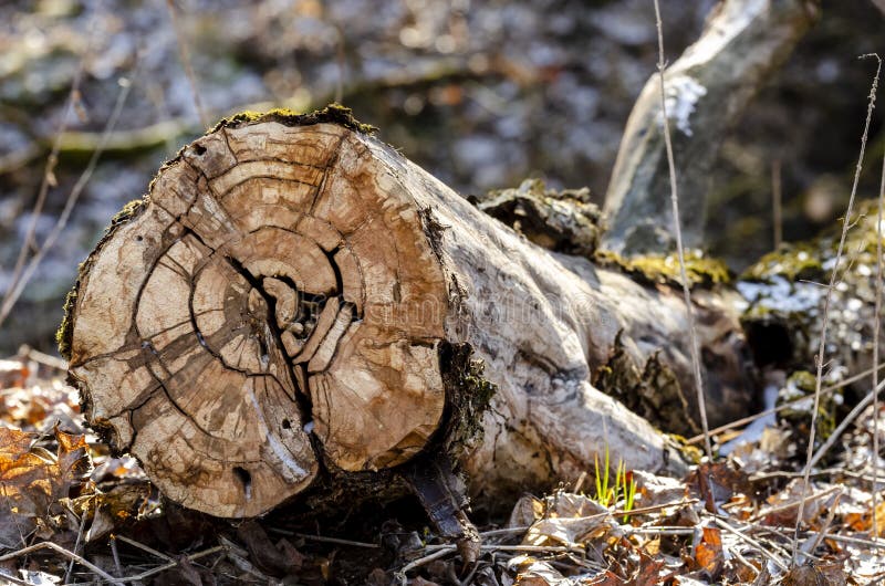 The Trunk of an Withered Apple Tree Stock Photo - Image of apple, tree ...