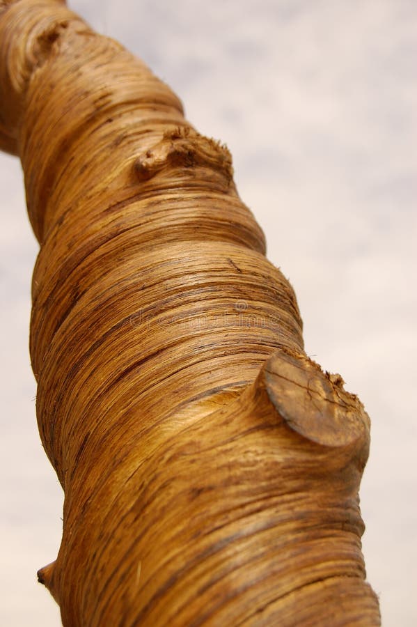 Trunk of wood stock photo. Image of construction, rural - 1436236
