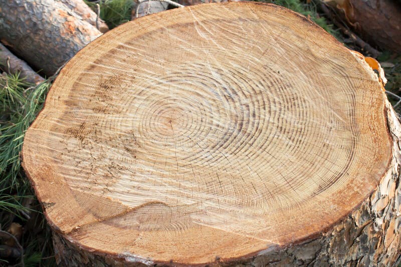 Trunk wood stock image. Image of joinery, circle, trunk - 40733319