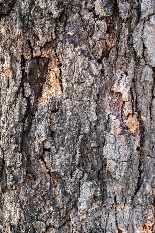 Trunk wood background stock photo. Image of aged, hard - 58549682
