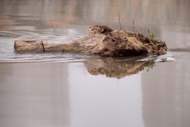 Trunk of wood in the river stock image. Image of calm - 137652677