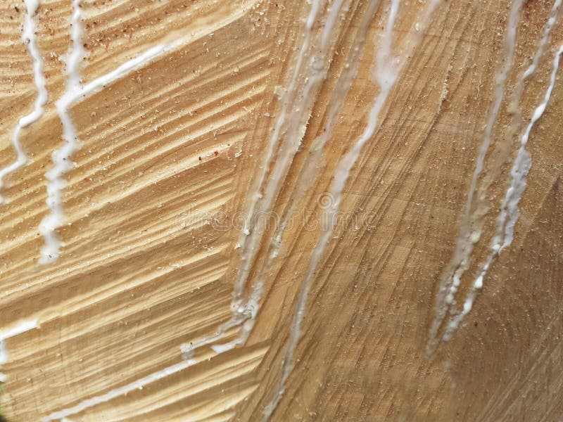 Trunk Wood Texture, Natural Pattern with Light Brown Line Background ...