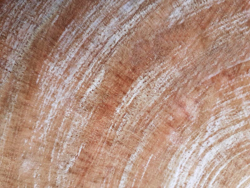 Trunk Wood Texture, Natural Pattern with Light Brown Line Background ...