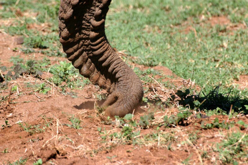 Trunk At Work stock image. Image of grey, grab, grass, trunk - 4079