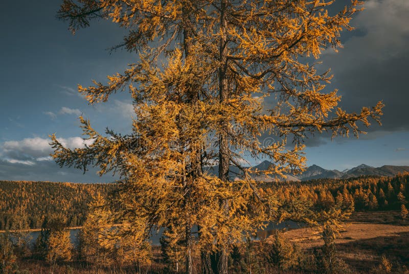 Tree with long branches stock photo. Image of branches - 136182970