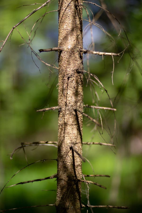 The Trunk of a Young, Dried-up Spruce. Stock Image - Image of autumn ...