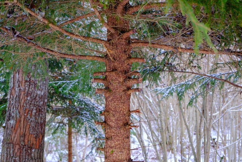 The Trunk of a Young Fir Tree with the Lower Branches Cut Off. Sanitary ...