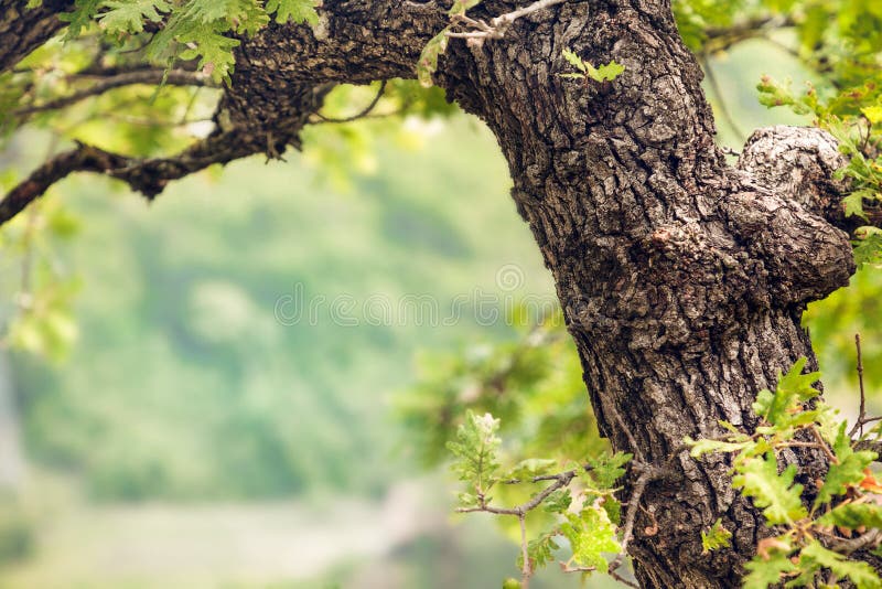 The Trunk of a Young Oak Tree in Spring with Green Leaves with Copy ...