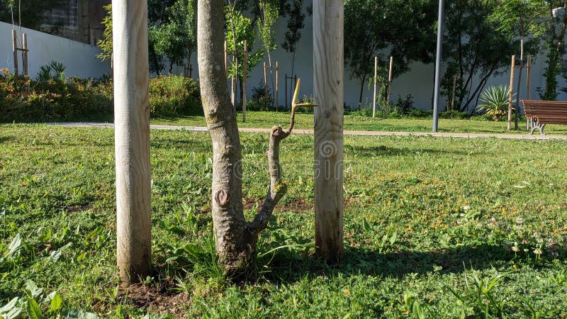 The Trunk of the Young Tree and the Support is a Leveler for the Tree ...