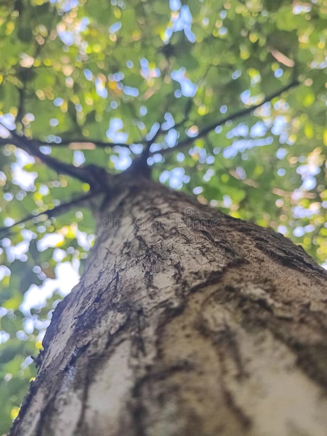 Trunkbackground of Teak Tree Trunks with Blurry Leaves Stock Image ...