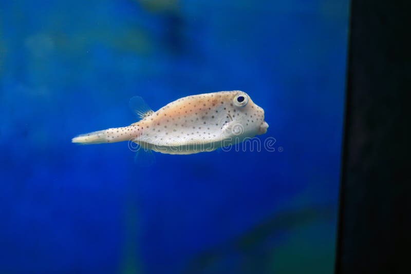 Trunkfish stock image. Image of cofferfish, trunkfish - 53984197