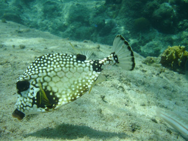 Pez Tronco Liso En El Arrecife De Coral Del Caribe Imagen de archivo ...