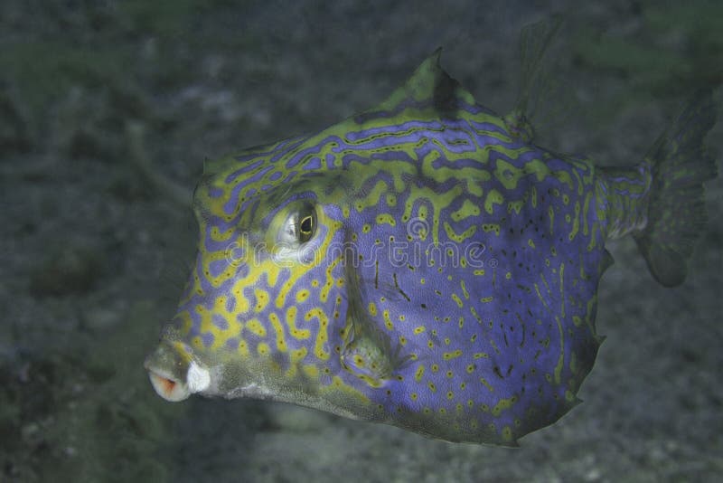 Trunkfish from the Reefs of the Red Sea Stock Photo - Image of nature ...