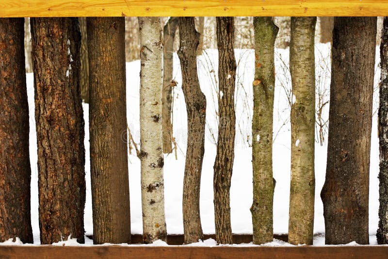 Trunks stock photo. Image of showcase, trunk, nature - 12301656