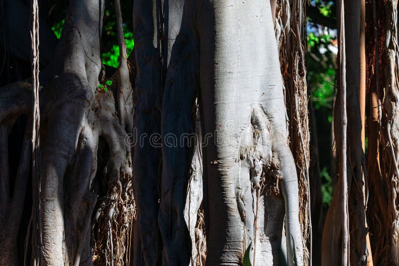 Banyan Tree Roots Unique Aerial Growth Stock Photos - Free & Royalty ...