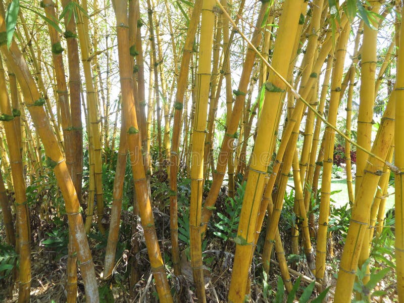 Trunks of Bamboo Trees in a Clump Stock Image - Image of trees, yellow ...