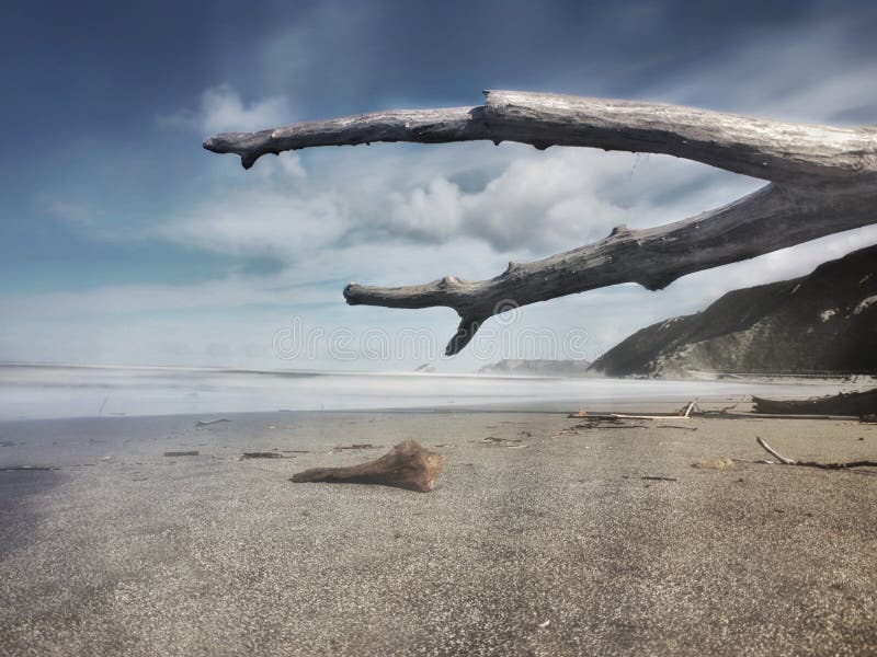 Trunks on the beach stock photo. Image of beach, clouds - 139122338