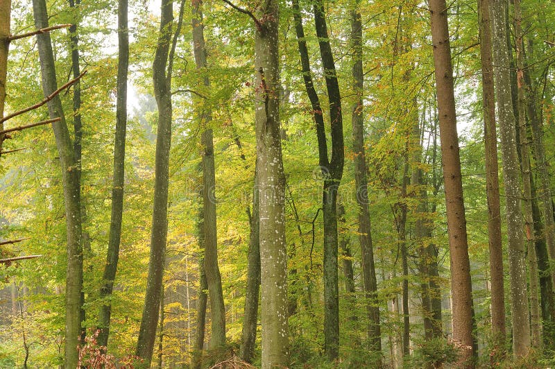 Trunks of Beech and Spruce Trees in Mixed Forest Stock Photo - Image of ...