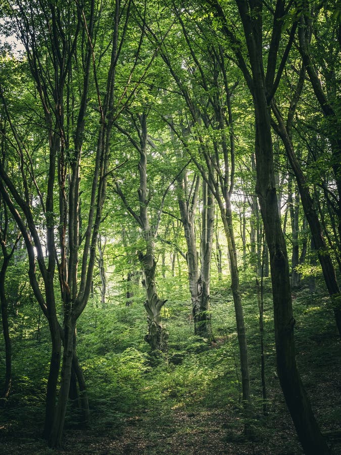 Trunks of Big Old Beech Trees Growing in a Thick Summer Forest Stock ...