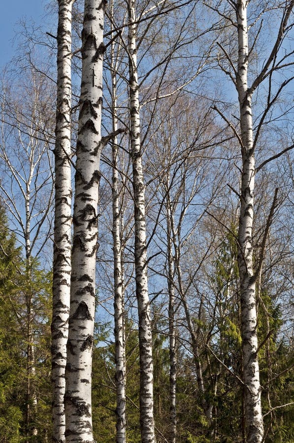 Trunks of Birch Trees in Spring Time Stock Image - Image of colour ...