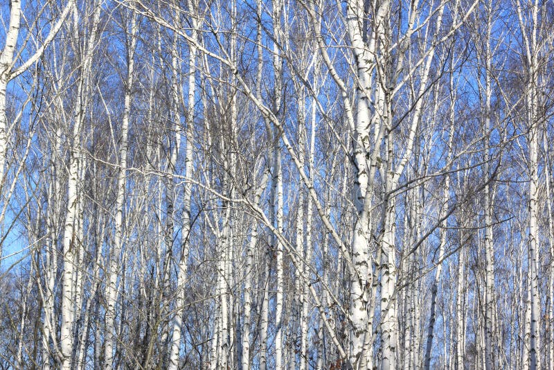 Trunks of Birch Trees in Birchwood Stock Photo - Image of grass, autumn ...