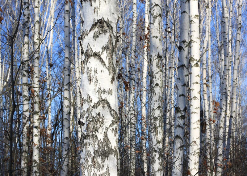 Trunks of Birch Trees in Birchwood Stock Photo - Image of green, light ...