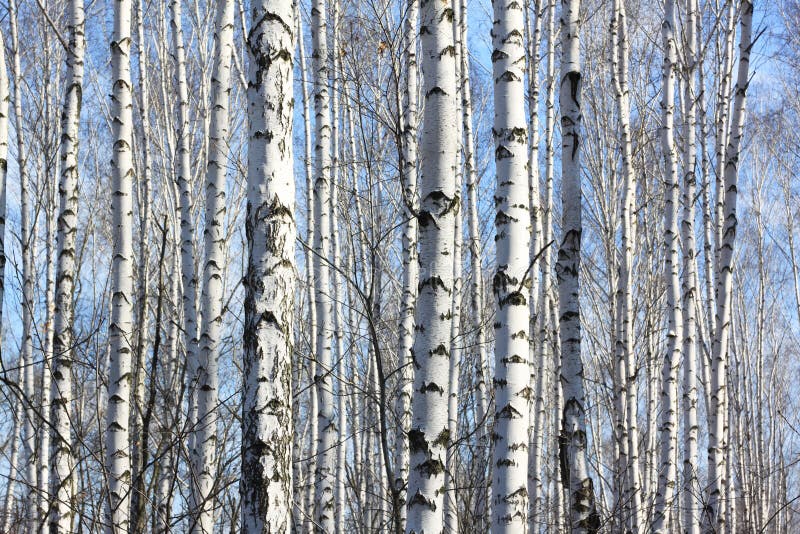 Trunks of Birch Trees, Black and White Natural Background Stock Photo ...