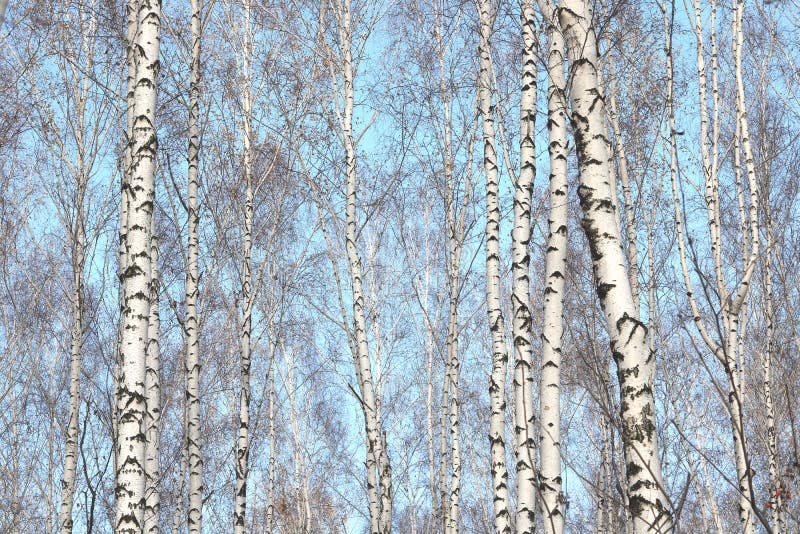 Beautiful Landscape with White Birches Stock Photo - Image of birches ...