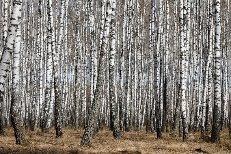 Trunks of Birch Trees, Birch Forest in Spring, Panorama with Birches ...