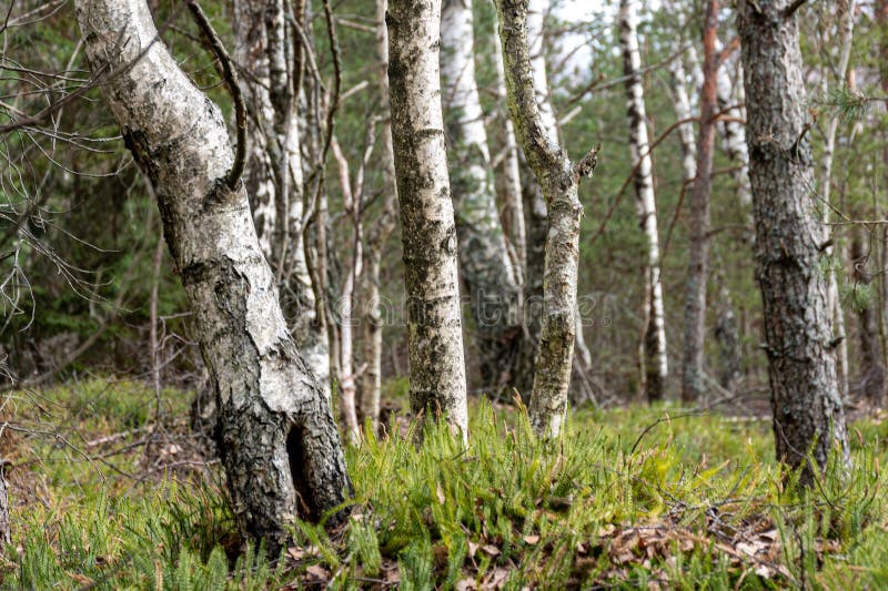 Trunks of Birch Trees, Lots of Birch Trees Stock Photo - Image of ...