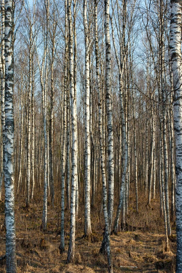 White Birch stock image. Image of natural, timber, lines - 8446269