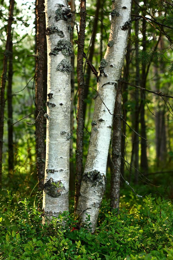 Trunks of Birch Trees in Sunlight Stock Photo - Image of grove, scene ...