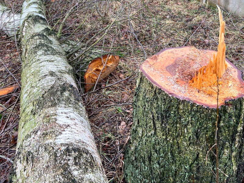 Trunks and Branches of Cut Birch Trees Lying on Top of Each Other As a ...