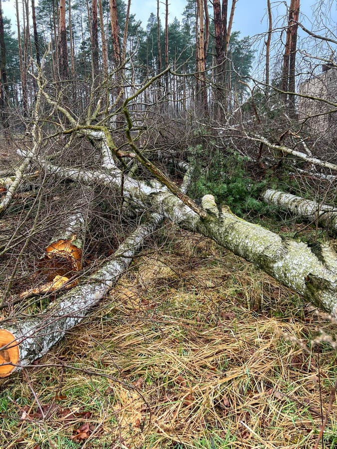 Trunks and Branches of Cut Birch Trees Lying on Top of Each Other As a ...