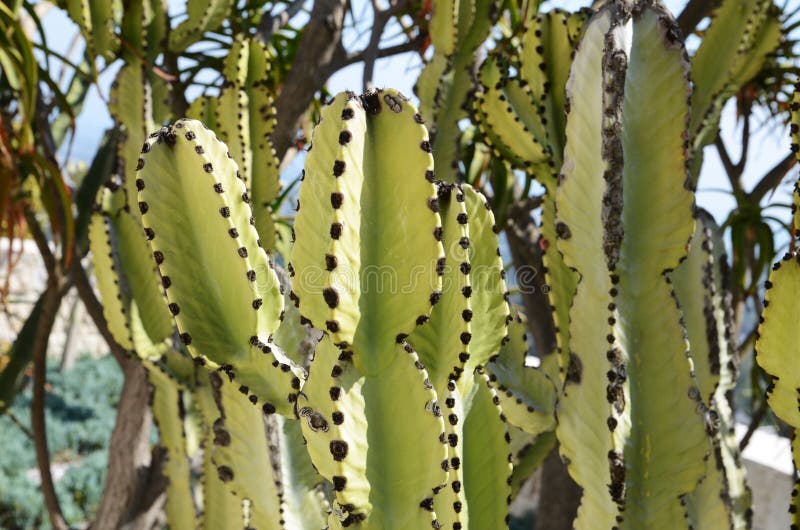 Trunks Cactus Close-up Well-developed Structure of Cactus Blue Sky ...