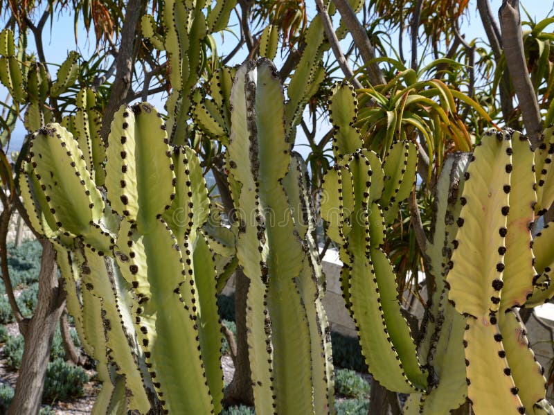 Trunks Cactus Close-up Well-developed Structure of Cactus Blue Sky ...
