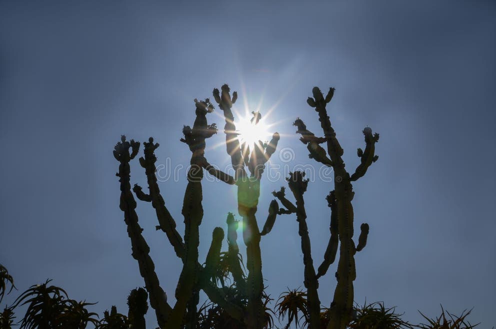 Trunks Cactus Close-up Well-developed Structure of the Cactus through ...