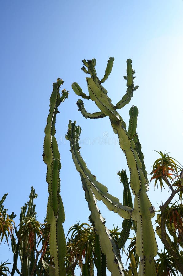 Trunks Cactus Close-up Well-developed Structure of the Cactus through ...