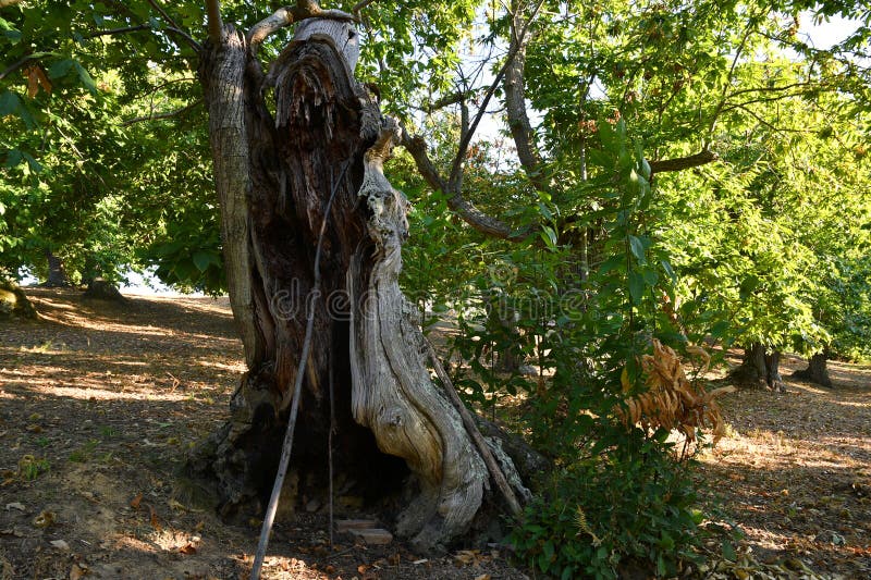 Trunks of Centuries-old Chestnut Trees Probably Struck by Lightning in ...