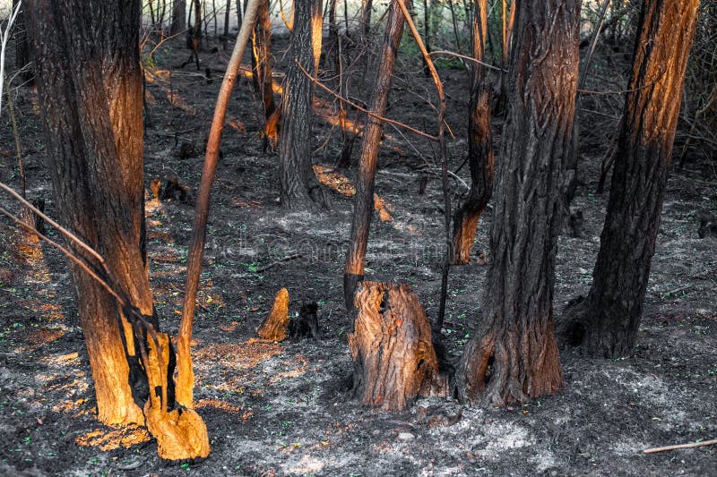 Trunks of Charred Trees and Ashes after a Large Fire in the Forest ...