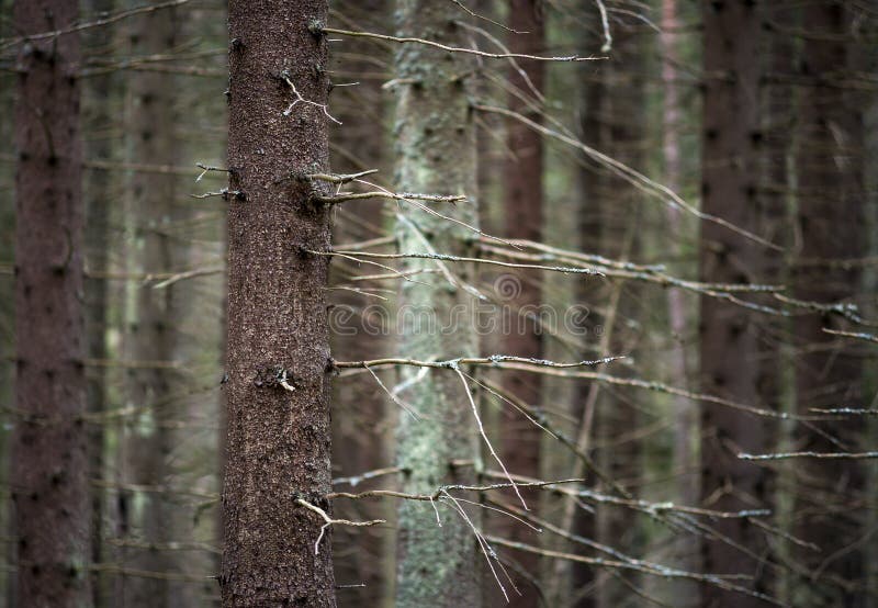 Trunks of conifer trees stock photo. Image of thick, sweden - 61607440