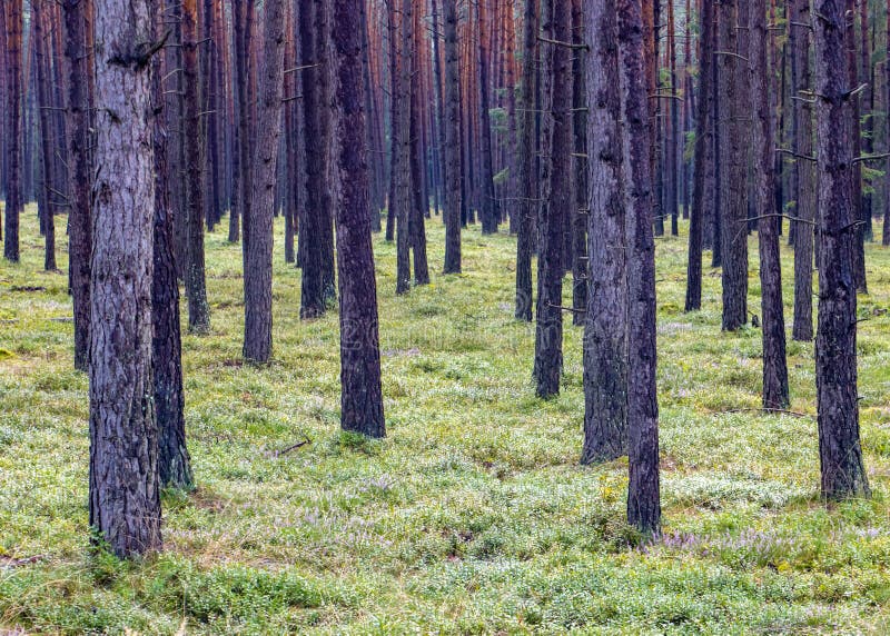 Trunks of Coniferous Trees in a Forest in Central Europe Stock Image ...